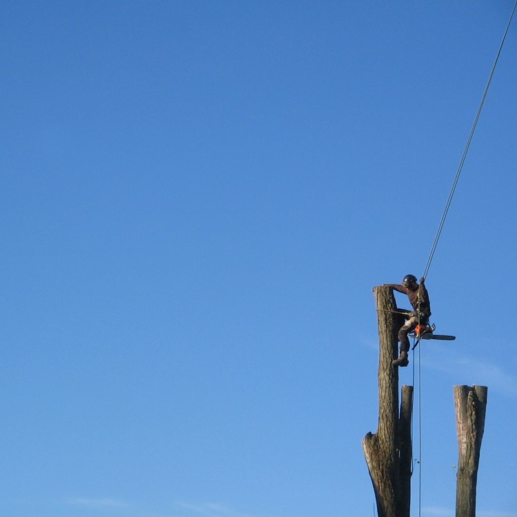 Abattage-élagage - Jacquet SA